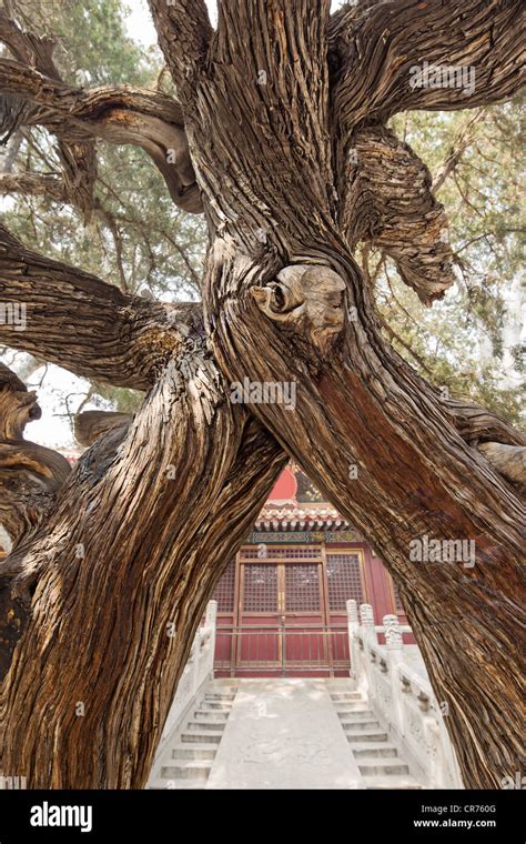 Trees Growing Together To One Trunk Twisted Tree Stock Photo Royalty Free Image 48716208 Alamy
