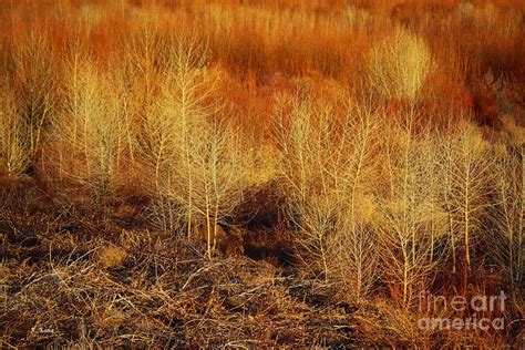 Winter Trees Color Photograph By Roena King Fine Art America