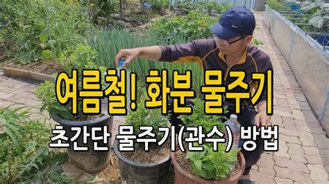 여름철 화분 물주기 이렇게 해보세요 초간단 물주기 관수방법 Youtube