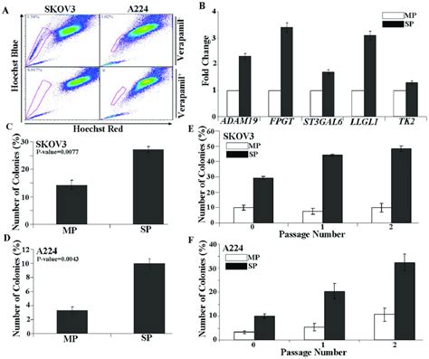 Identification And Validation Of Side Population Cells From Ovarian