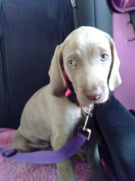 My New Girl Anna Scrolller