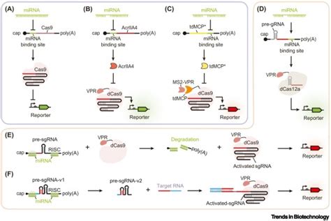 Crispr Powered Rna Sensing In Vivo Trends In Biotechnology