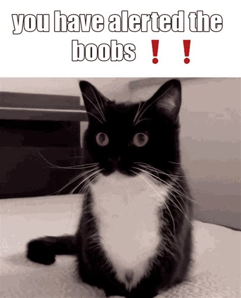 Unicouniuni Uni Cat  Unicouniuni Uni Uni Cat Discover And Share S