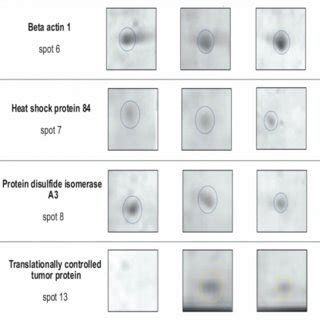 Comparison Between Maps Of IMC Submitted To The Treatments Control Download Scientific