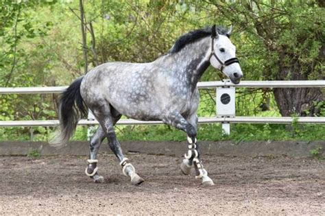 Fellfarben Welche Pferdefarben Gibt Es Fundis Reitsport