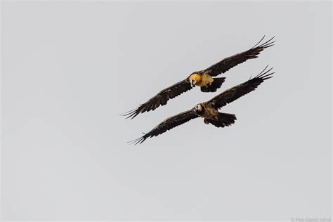 Trencalòs 9 Pep GassÓ