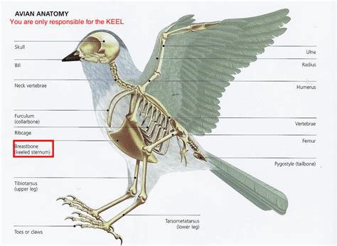 Bird Anatomy Explore The Fascinating Structure Bird Anatomy Art