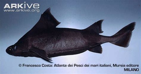 Angular Roughshark Alchetron The Free Social Encyclopedia