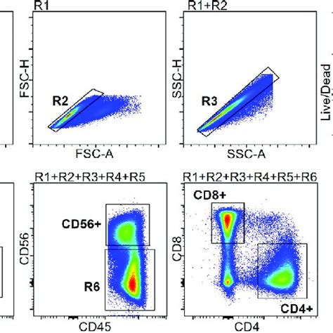 Percoll Gradient A The Percoll Gradient Is Loaded By Making Layers Of
