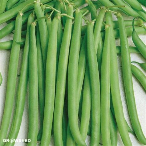 Green Bean Varieties Petite Filet French Green Bush Bean Seeds Ne