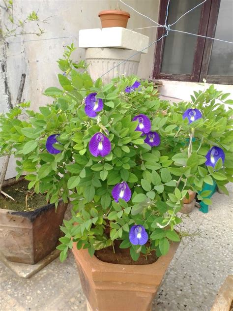 Clitoria Ternatea Medicinal Uses Health Benefits And Side Effects Artofit