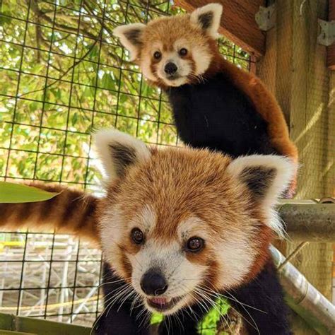 Encounters Wildlife Safari