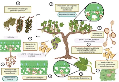 Situación Actual De La Viticultura En Costa Rica Y Las Estrategias De Manejo Del Mildiú Velloso