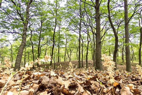 Propriétés Logarithme Népérien Découvrez Les Règles Essentielles Pour Maîtriser Le Logarithme