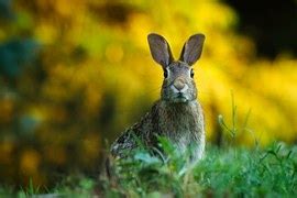 Oryctolagus Cuniculus Conejo Bebé Foto Gratis En Pixabay