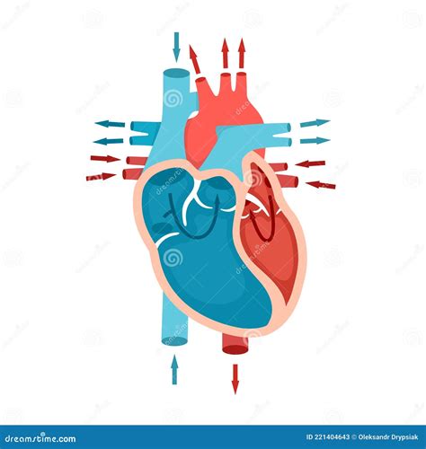 Human Heart Anatomy With Blood Flow Circulation Of Blood Through The Heart Cardiology Concept