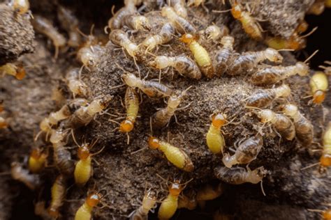 How To Know The Best Termite Treatment Pro Control Services