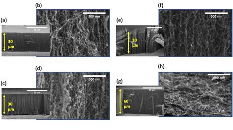 Sem Analyses Of Sinpsvacnts Nanostructure Assemblies For The Two Download Scientific Diagram