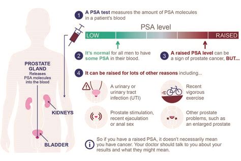 Psa Blood Test Understanding Prostate Cancer Screening The Pelvic