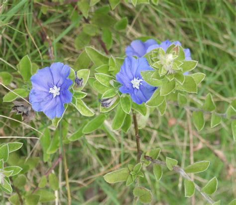 Evolvulus Glomeratus Leon Levy Native Plant Preserve