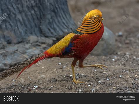 Golden Pheasant Image And Photo Free Trial Bigstock