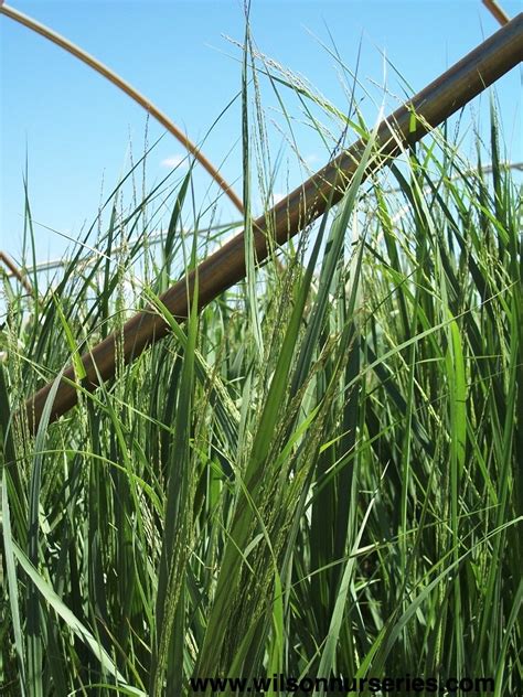 Northwind Switch Grass Wilson Nurseries Northwind Switch Grass Wilson Nurseries