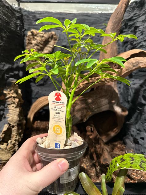 Luseane Plant In Viv Rdartfrog