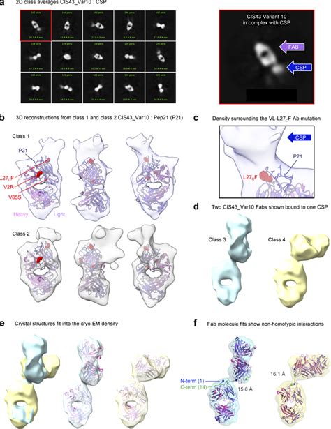 Cryo Em Structures Of Cis43var10 In Complex With Csp A 2d Class