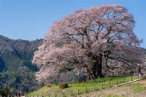 岡山県の桜の名所、お花見ができるスポットランキング24選【2025年最新】 岡山スタイル