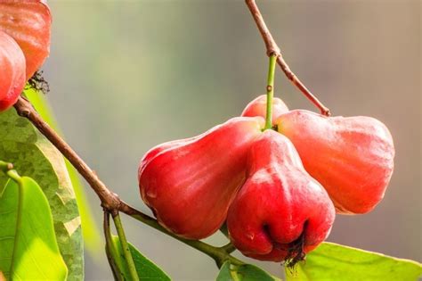 Top 20 Unique Fruits You Can Grow In Your Backyard