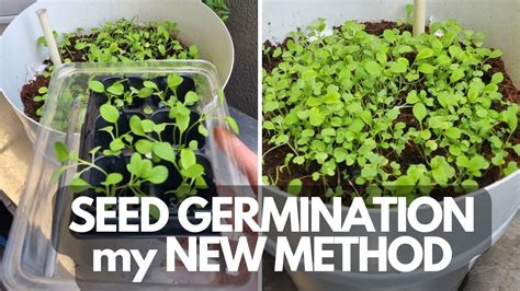 Sowing Vegetables Got Easier Seed Germination Method YouTube