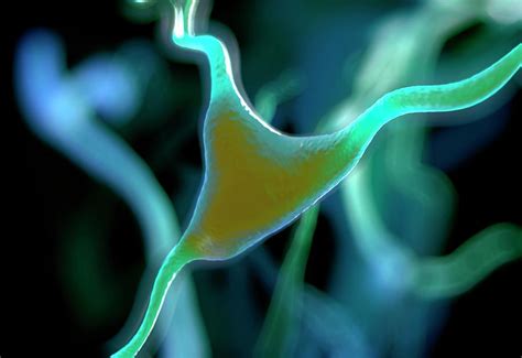 Cerebral Cortex Nerve Cell Photograph By Science Artwork Pixels