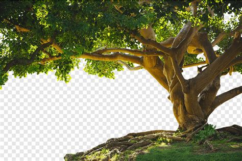 Tree Nature Foliage Tree Trunk Canopy Isolated Branches Forest