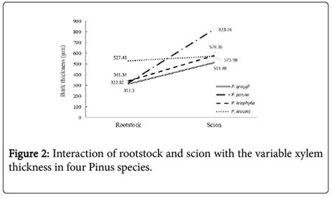 Anatomy Of Rootstocks And Scions In Four Pine Species