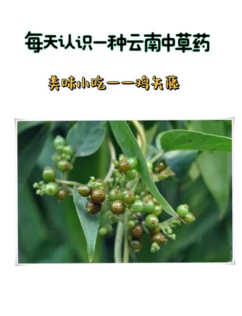 鸡屎藤的功效与作用详解 鸡屎藤的药用价值及常见用途 功效网
