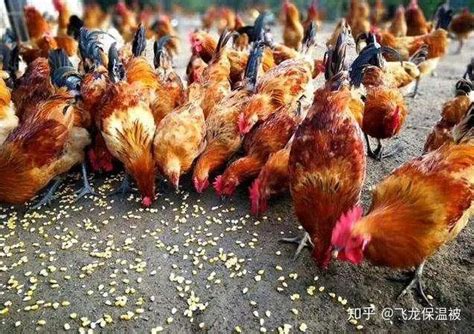 玉米泡水喂鸡的好处与坏处，有哪些注意事项？ 知乎