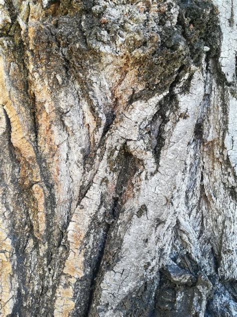 Tree Log Texture Stock Photo Image Of Pine Cracked 109575602