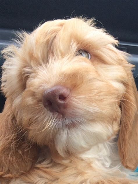 Cockapoo Female Dogs And Puppies For Rehoming Belleville Kijiji