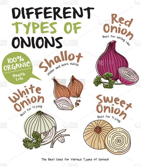 不同类型的洋葱载体。