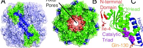 Architecture Of The Tetradecameric Clpp Structure Protein Data Bank Download Scientific