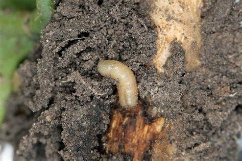 How To Identify And Control Root Maggots Gardeners Path