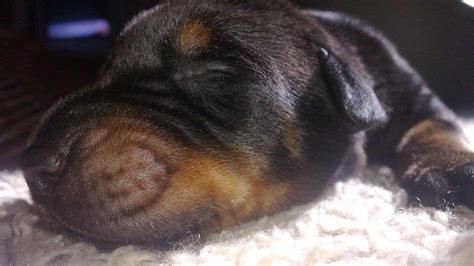 Those Tiny Ears Tho Aww