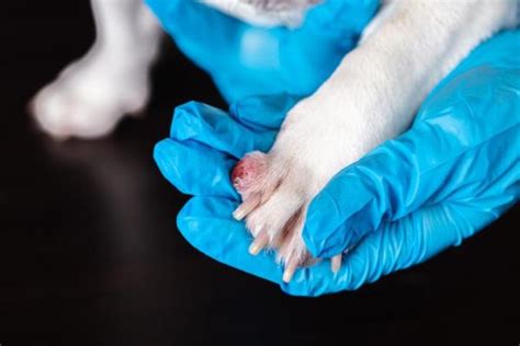 Pododermatite Em Cachorros Sintomas E Tratamento Com Fotos