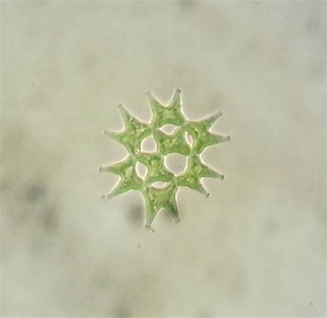 35 Questions With Answers In Microbial Identification Science Topic