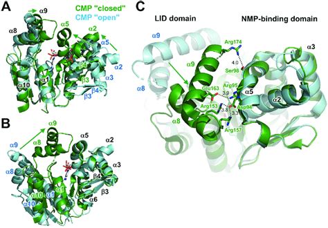 Structural Comparison Of The CMP Closed Complex Green With The CMP Download Scientific
