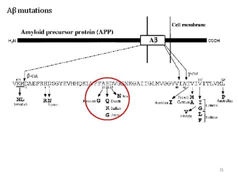 The Role Of Amyloid Beta Peptide Variability Toward