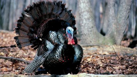 Guide To Fall Turkey Season In Pennsylvania