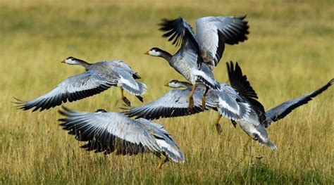 Хээрийн галуу хамгийн өндөр нисдэг шувуудын нэг