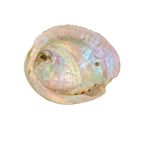 Natural Abalone Shell Lady Fox