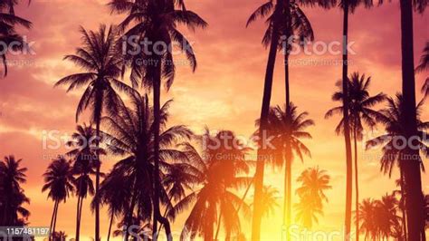 일몰 하늘과 구름 추상적 인 배경에 태양 빛 실루엣 열대 야자수의 공간을 복사합니다 여름 휴가 와 자연 여행 모험 개념 빈티지 톤 필터 효과 색상 스타일입니다 0명에 대한